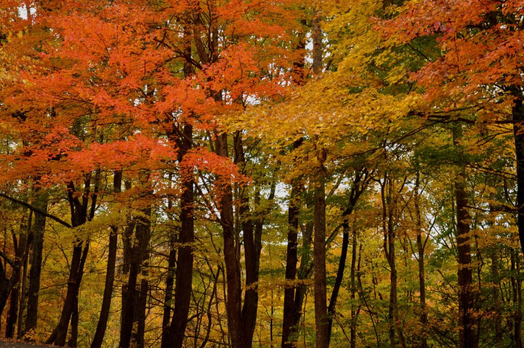 Great Smoky Mountains Fall Foliage Report – Pigeon Forge Chamber of ...